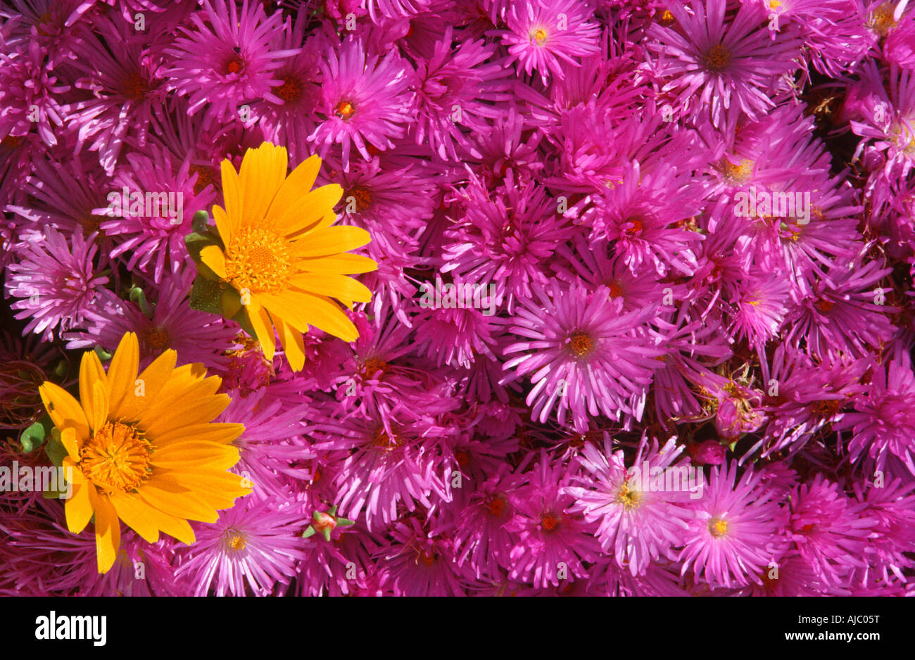 Purple vygie flower hi-res stock photography and images - Alamy