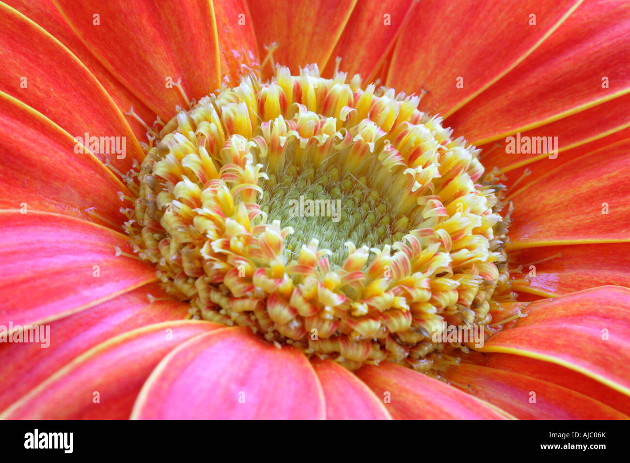 Extreme Close-Up of a Barberton Daisy (Gerbera jamesonni hybrid Stock ...