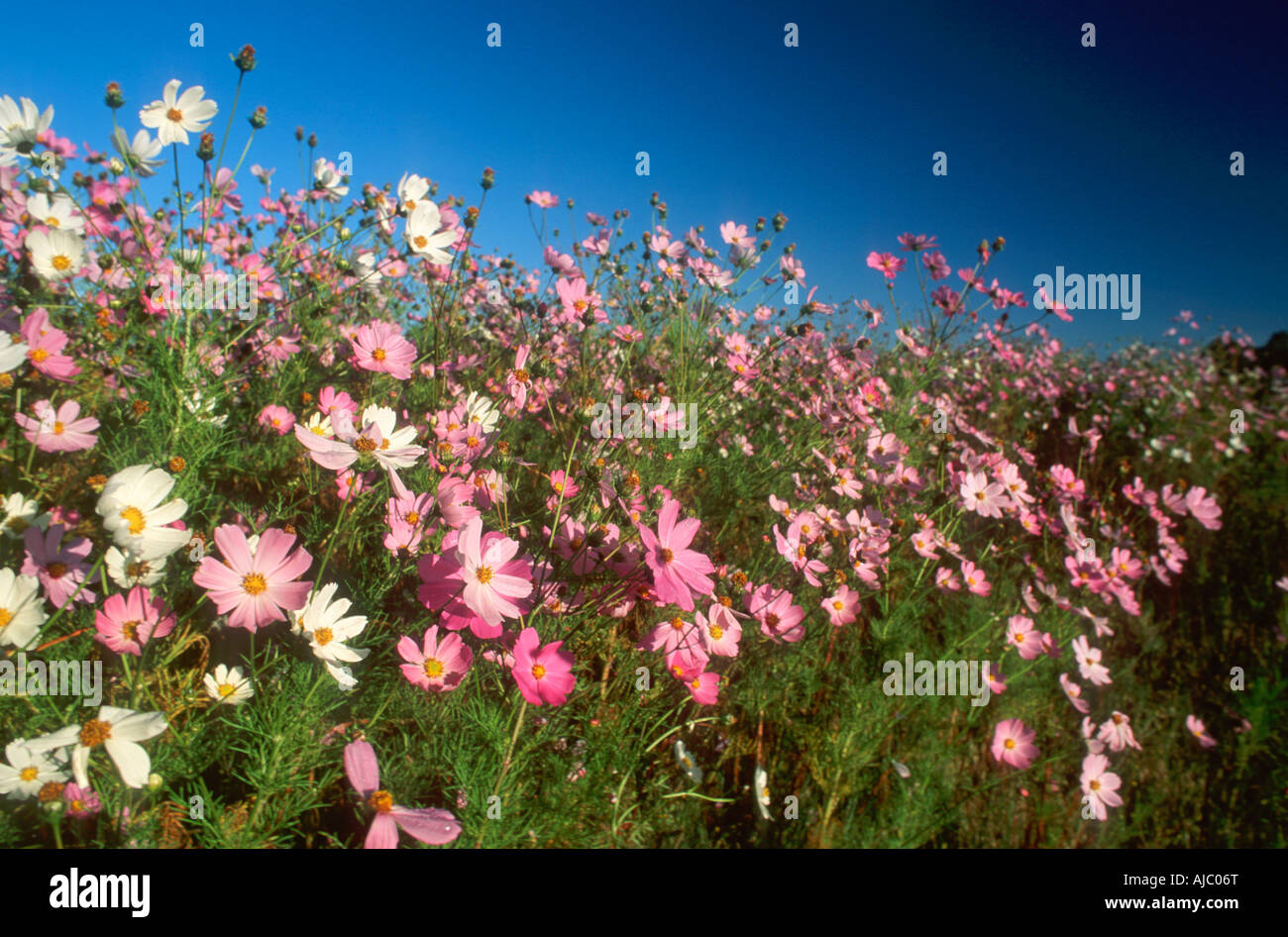 Field of Cosmos Flowers Against a Blue Sky Stock Photo - Alamy