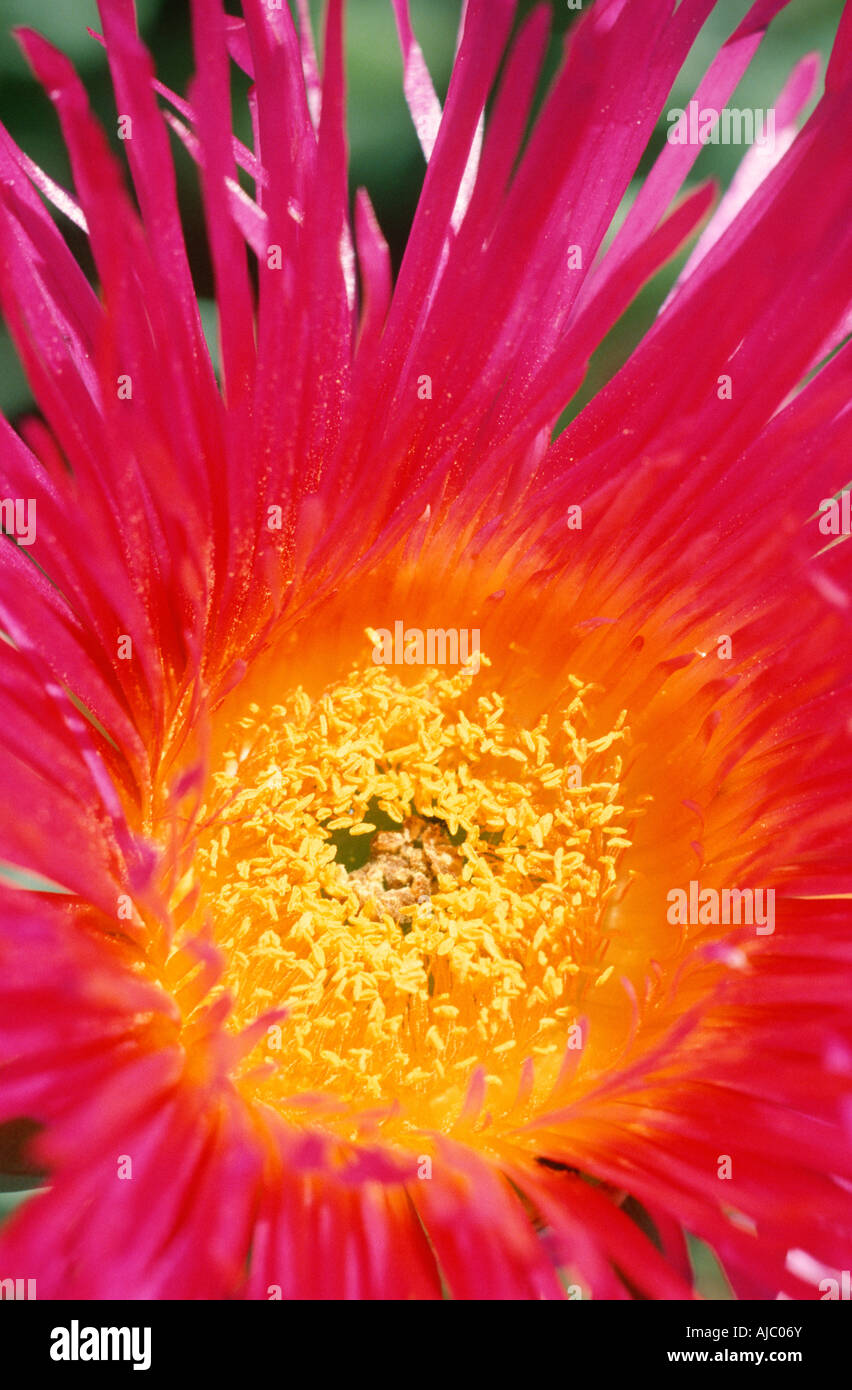 Volstruis Vygie in Bloom Stock Photo - Alamy
