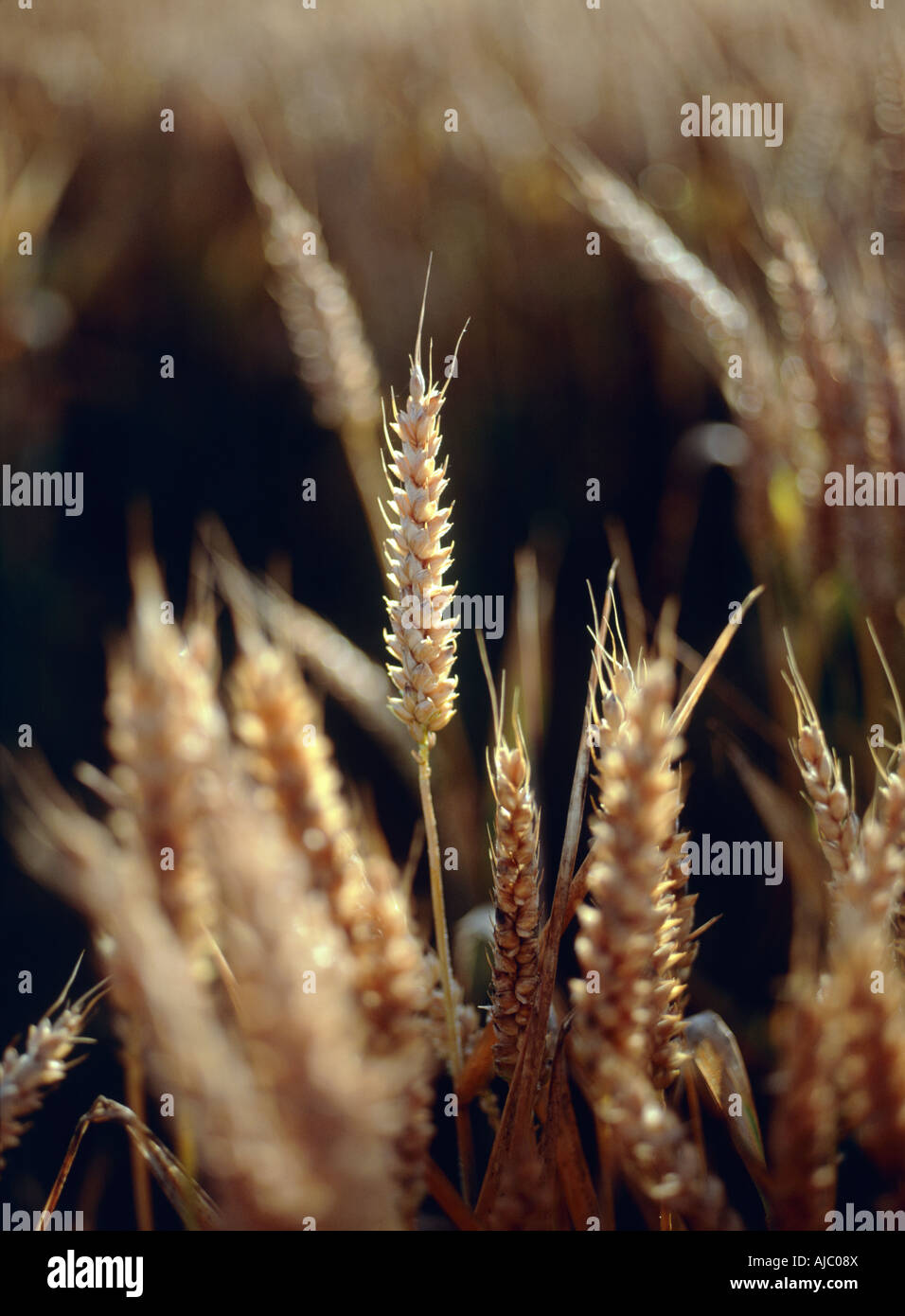 Close-Up of a Young Wheat Crop Stock Photo - Alamy