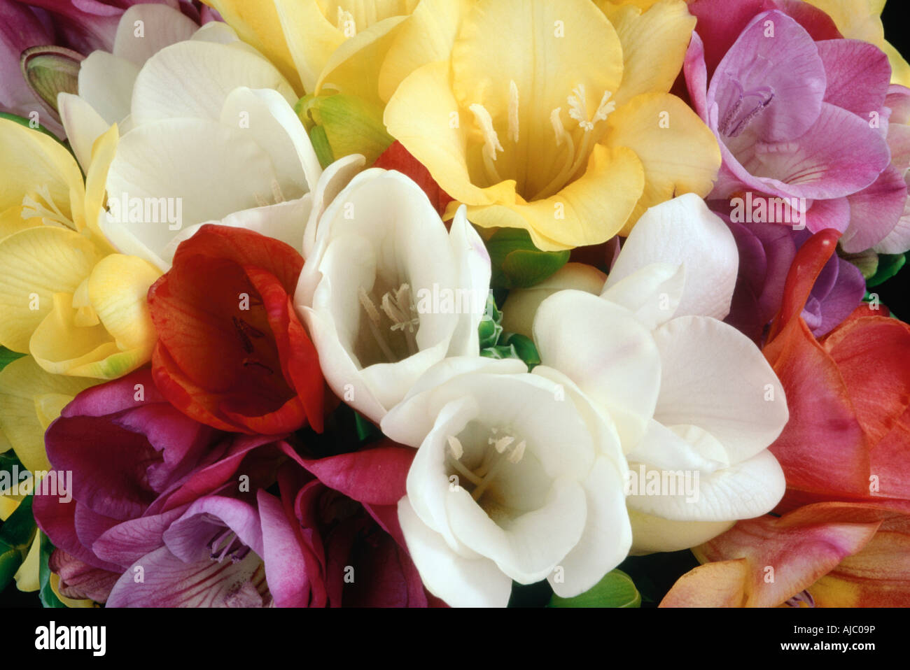 Colourful freesias hi-res stock photography and images - Alamy