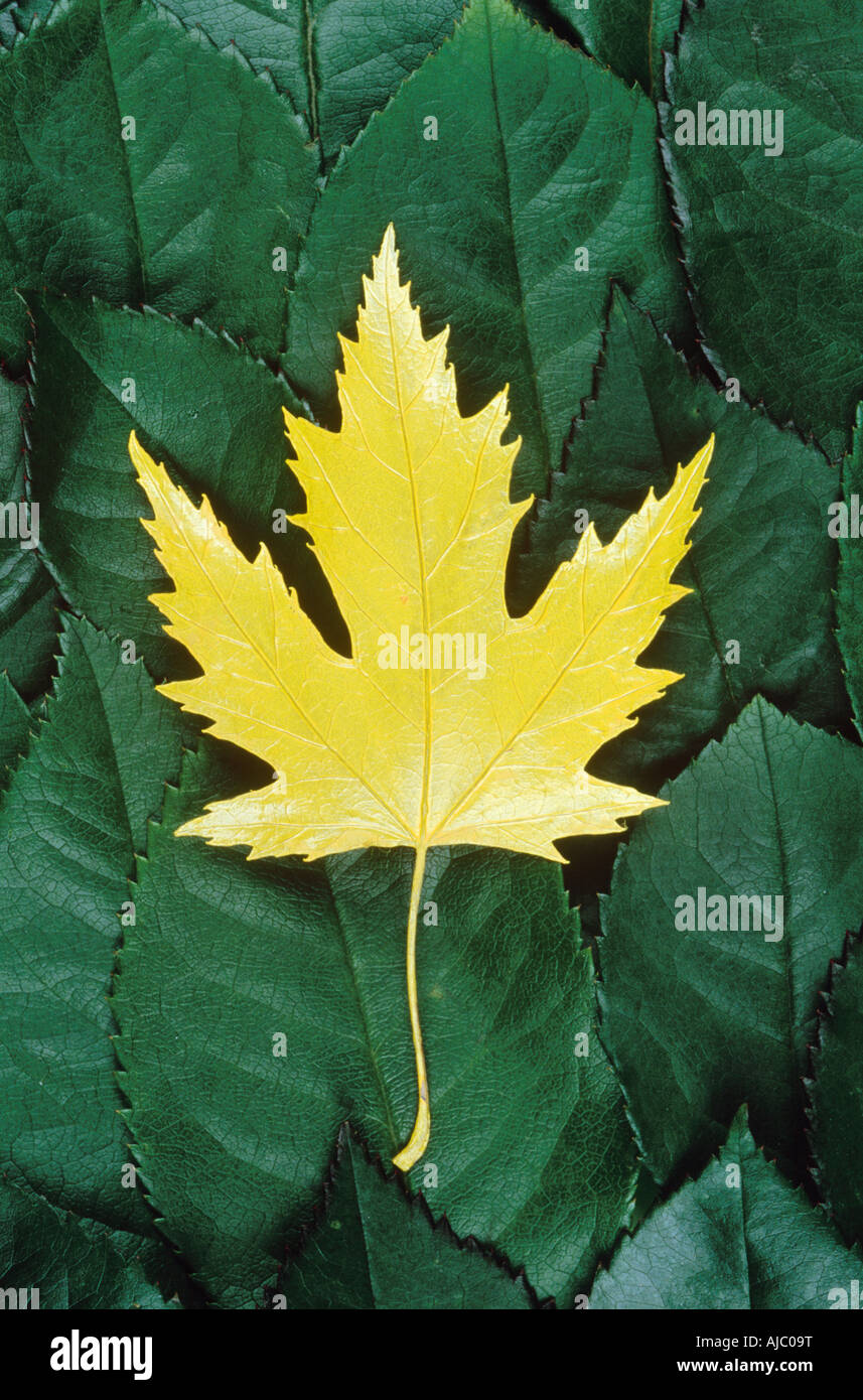 Bright Yellow Maple Leaf Against a Green Background Stock Photo - Alamy
