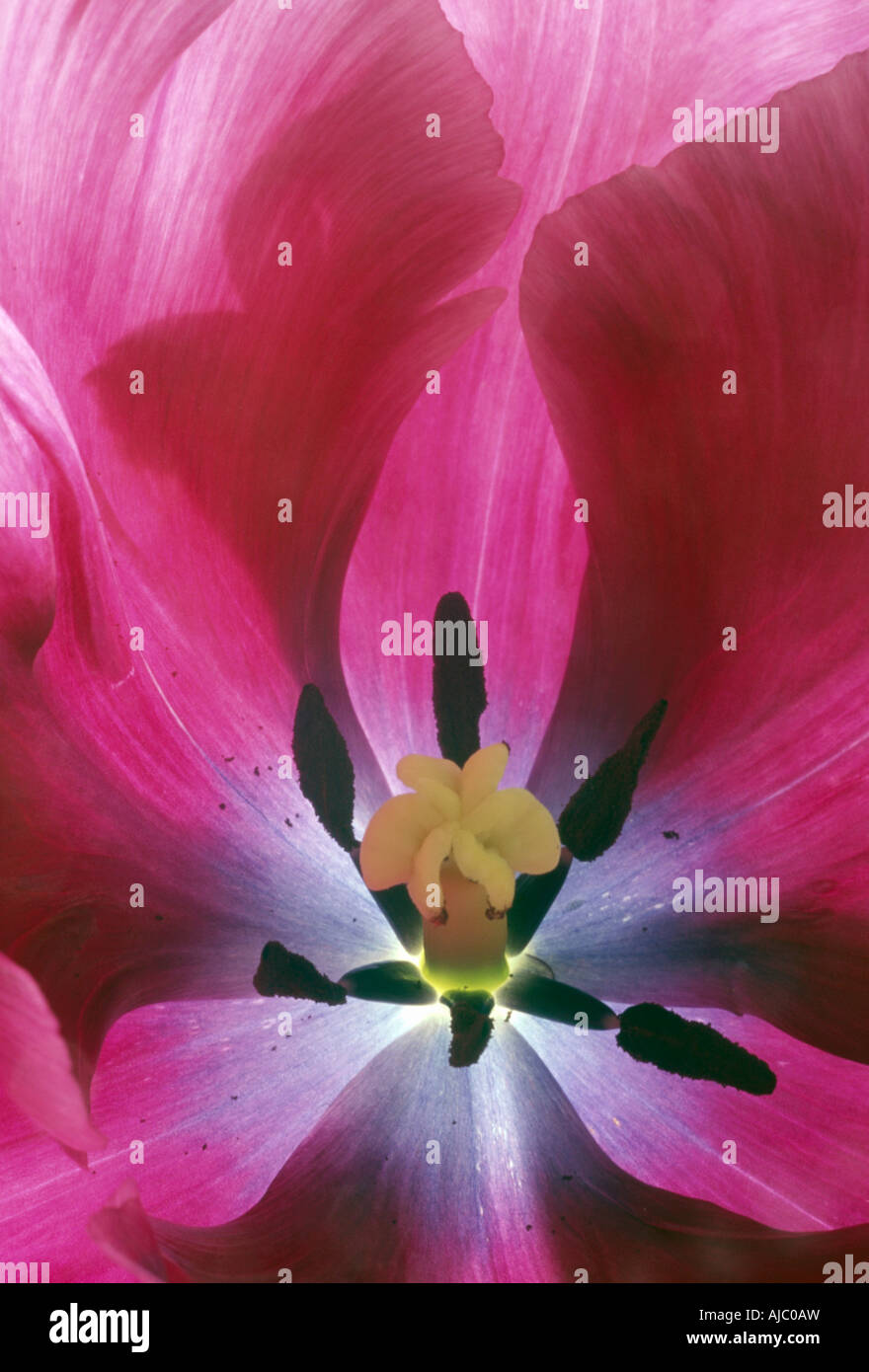 View Inside a Tulip Flower Stock Photo - Alamy