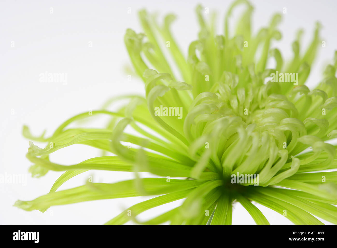 Extreme Close-up of a Spindle Flower Stock Photo - Alamy