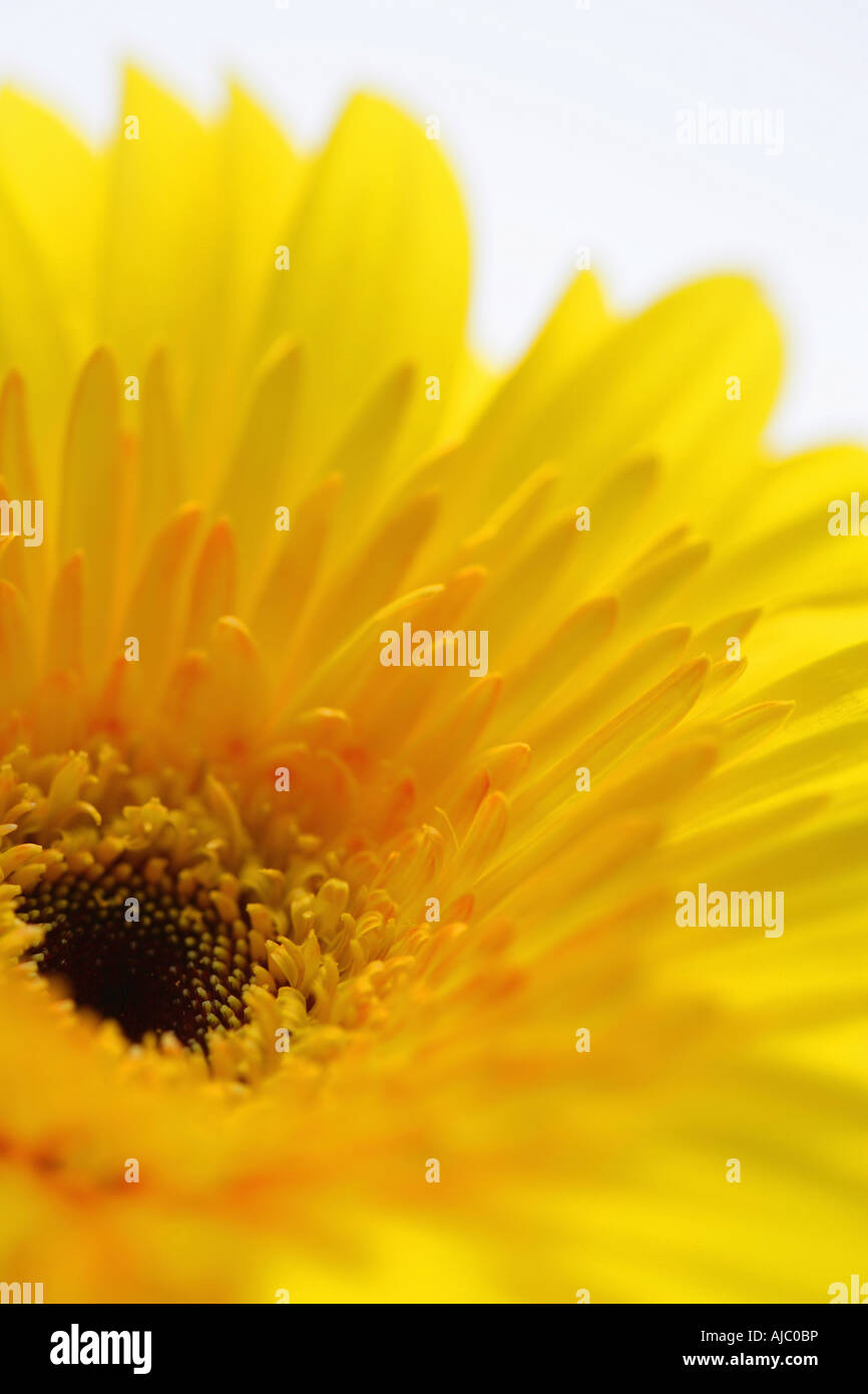Daisy flower yellow petals Cut Out Stock Images & Pictures - Alamy