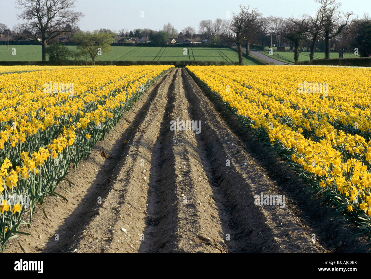 Rows of Bright Yellow Daffodils - Commercial Crop Stock Photo - Alamy