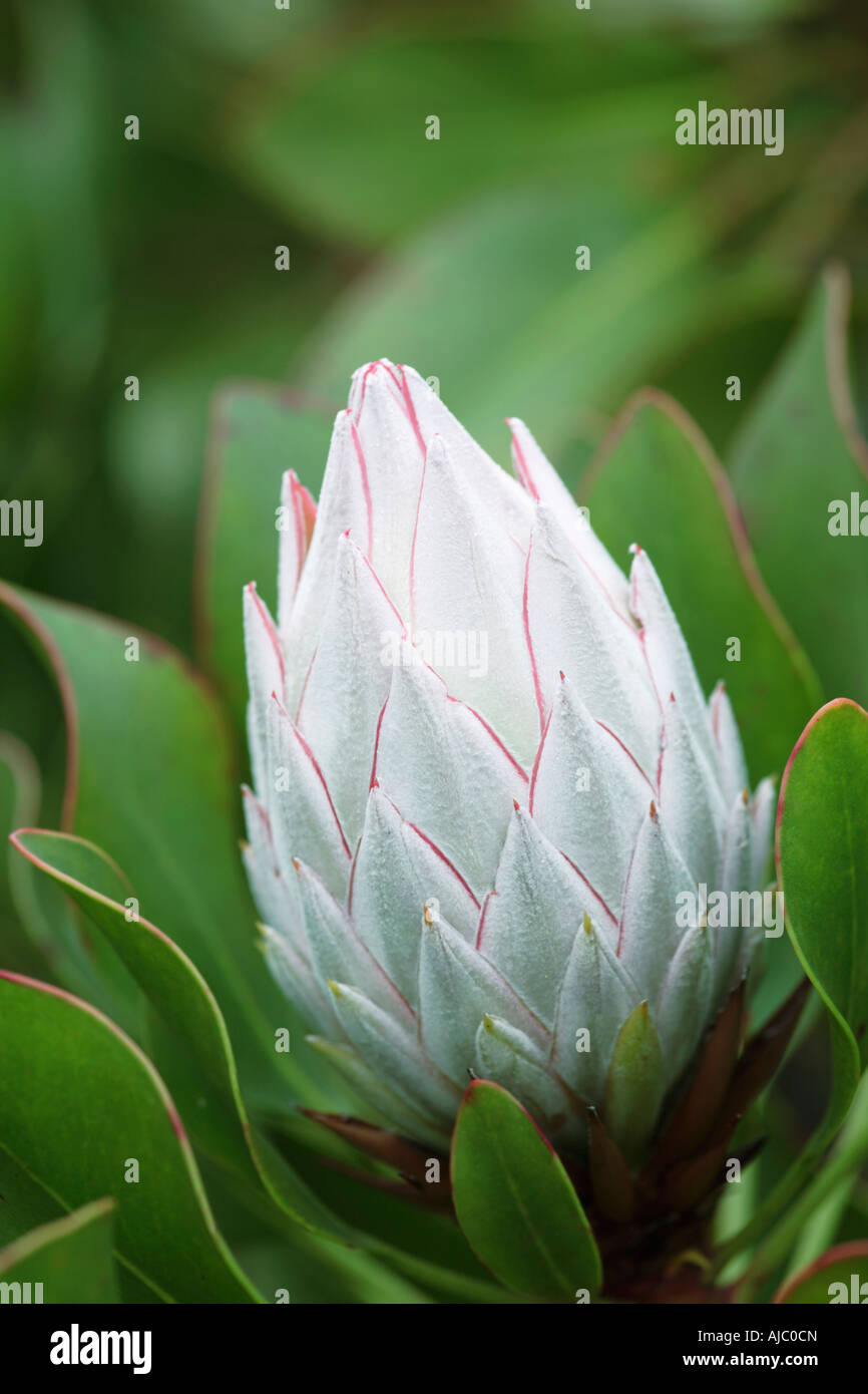 Protea punctata hi-res stock photography and images - Alamy