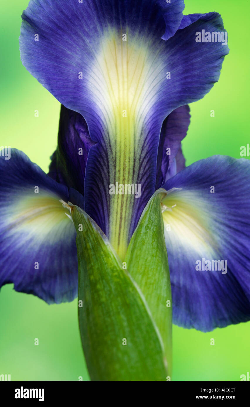 Close-Up of a Dutch Iris (Iris xiphium) Against a Green Background ...