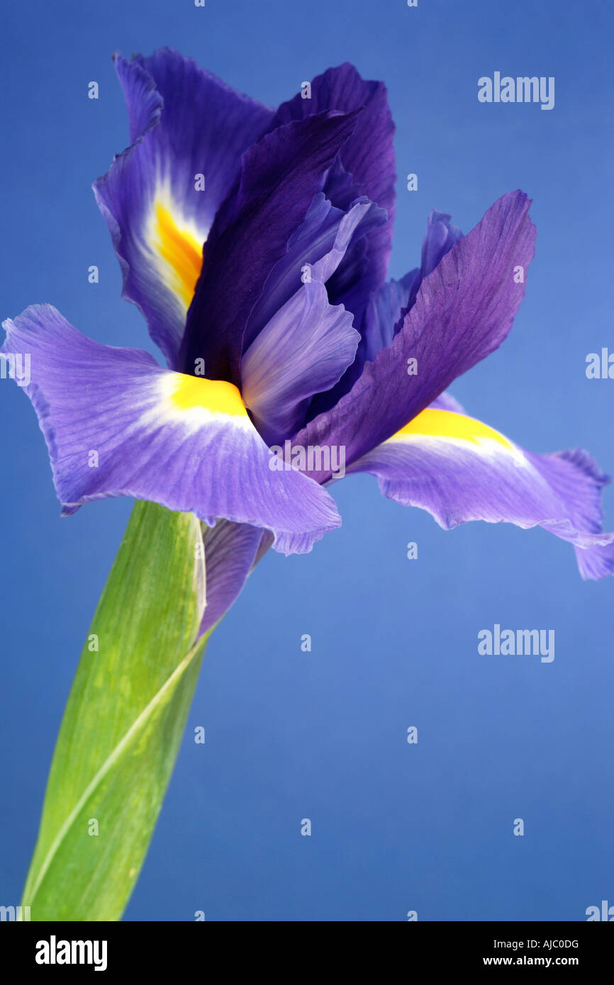 Close-Up of a Dutch Iris (Iris xiphium) Against a Blue Background Stock ...
