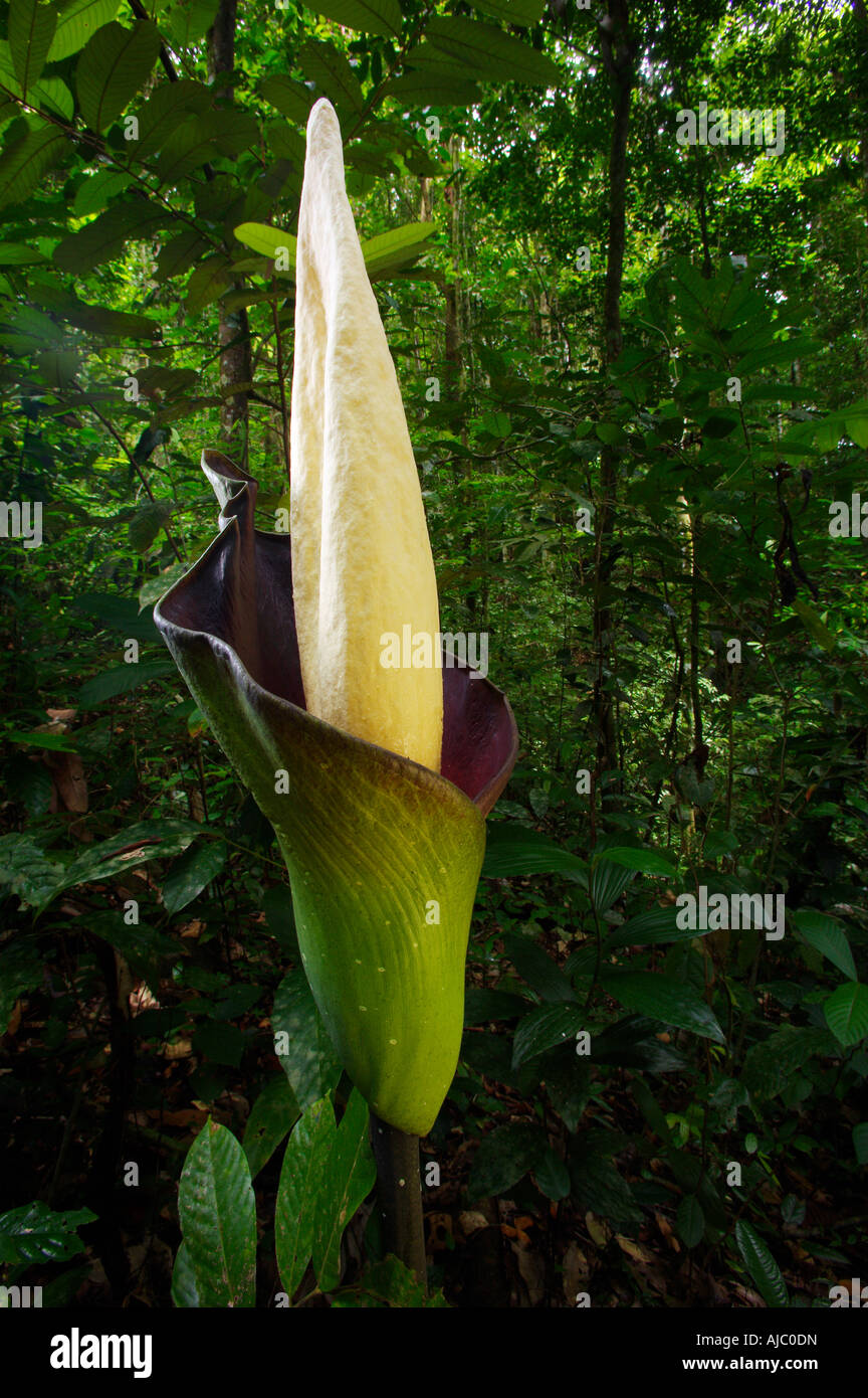 Corpse flower inside hi-res stock photography and images - Alamy