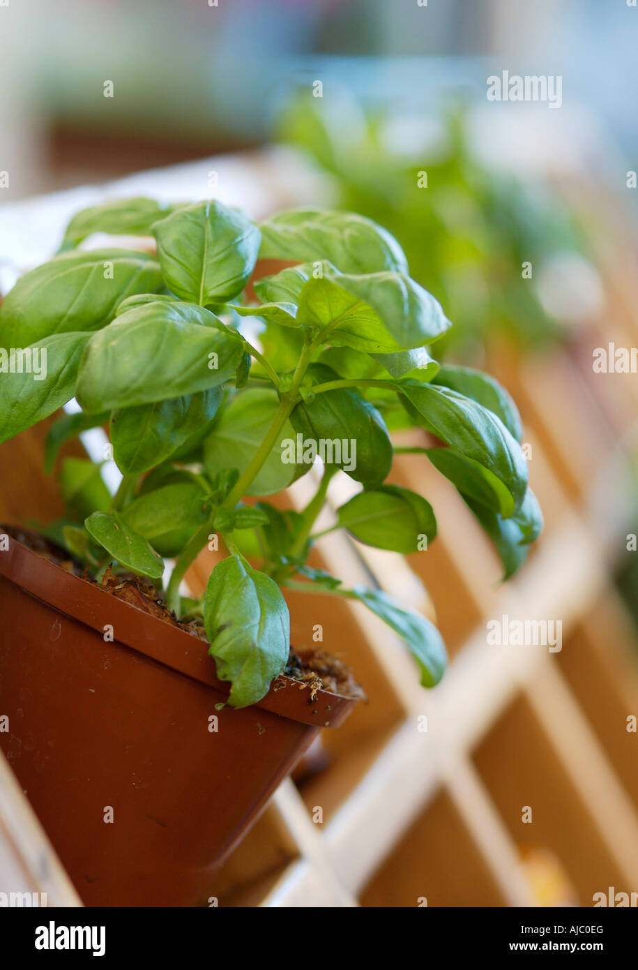 Pot Plant Shrub Stock Photo - Alamy