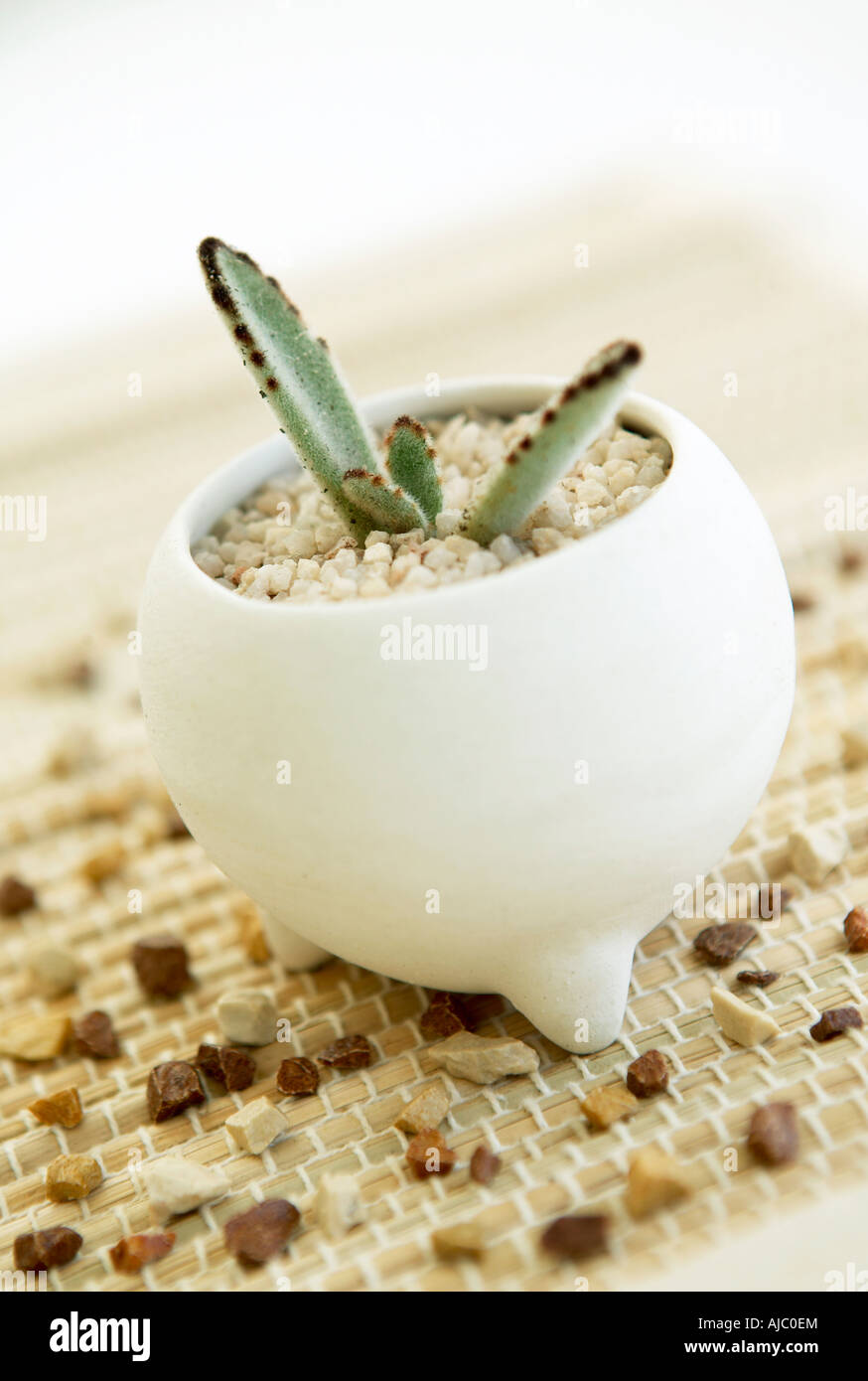 Mini stones hi-res stock photography and images - Alamy