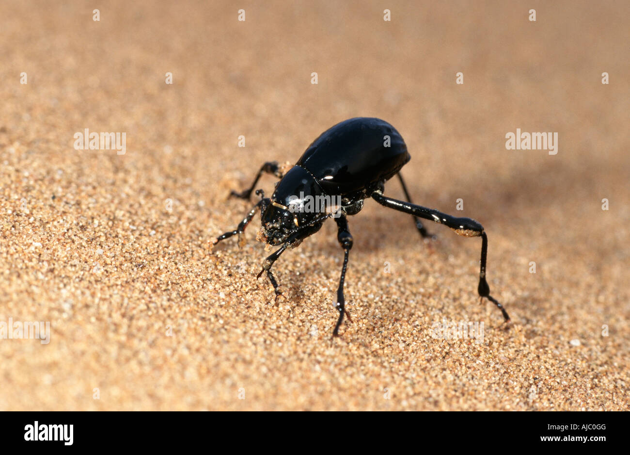 Namib desert beetle hi-res stock photography and images - Alamy