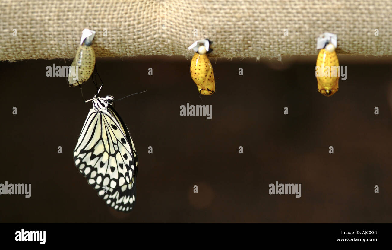 Butterfly emerging from in butterfly hi-res stock photography and ...