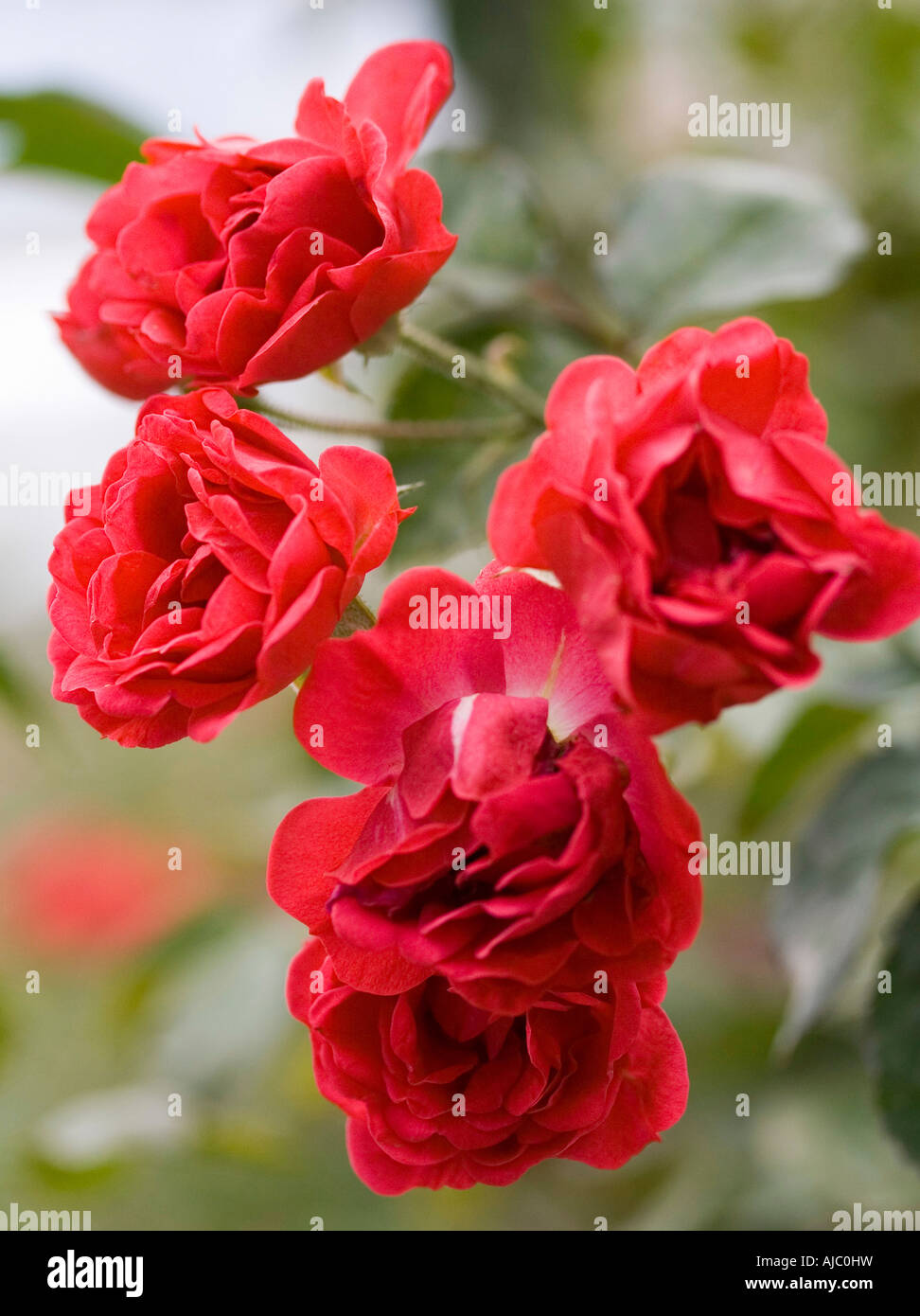 a bunch of rose Stock Photo - Alamy