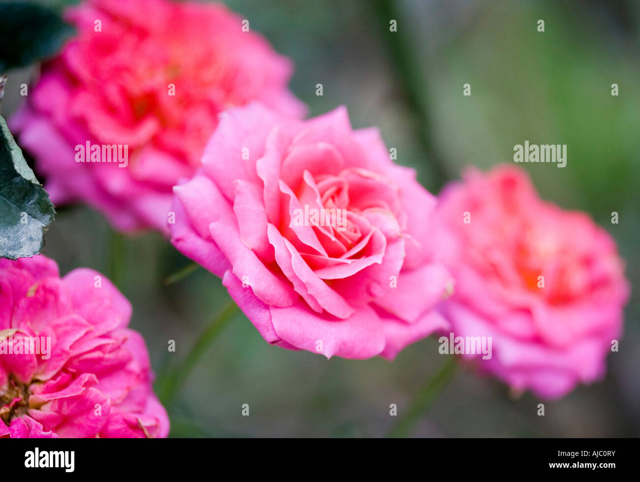 close up of rose Stock Photo - Alamy