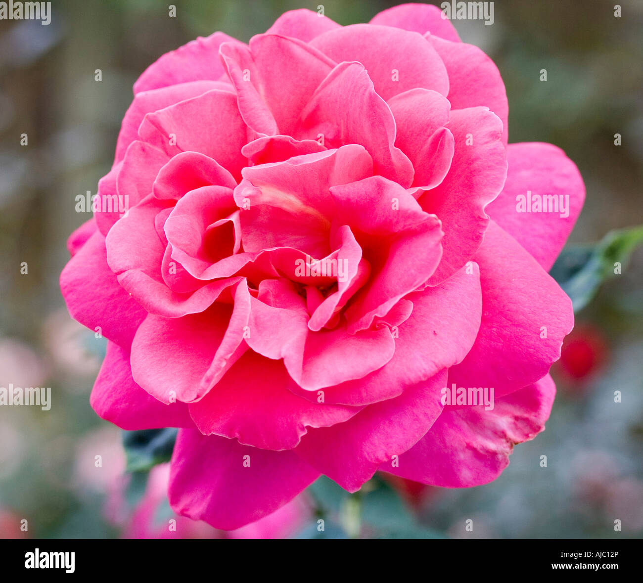 close up of red rose Stock Photo - Alamy