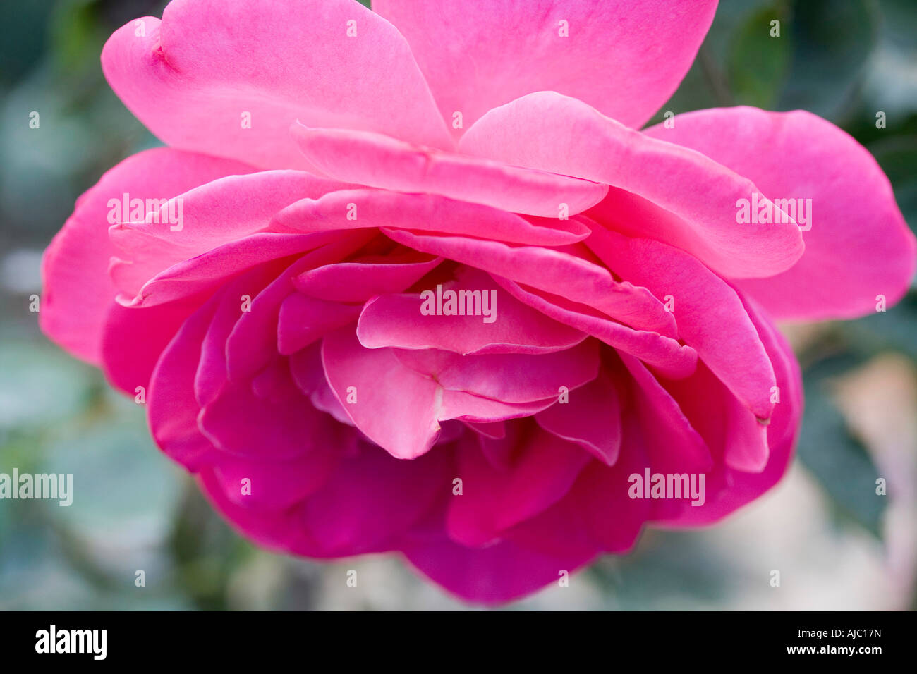 close up of red rose Stock Photo - Alamy