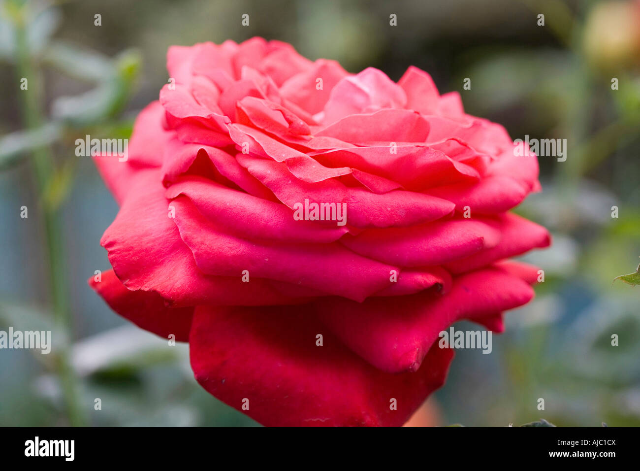 close up of red rose Stock Photo - Alamy