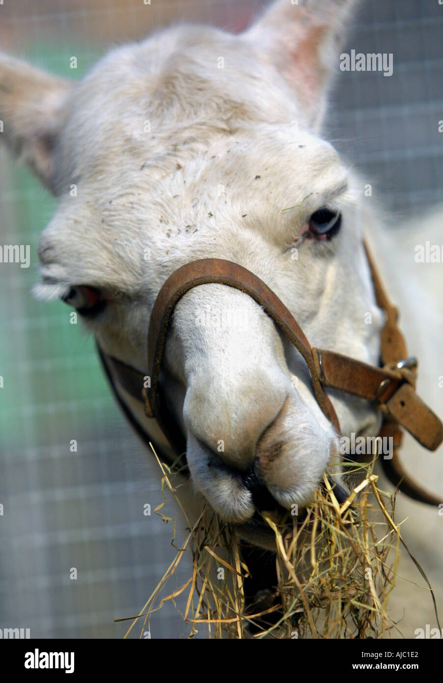 Leather camels hi-res stock photography and images - Alamy