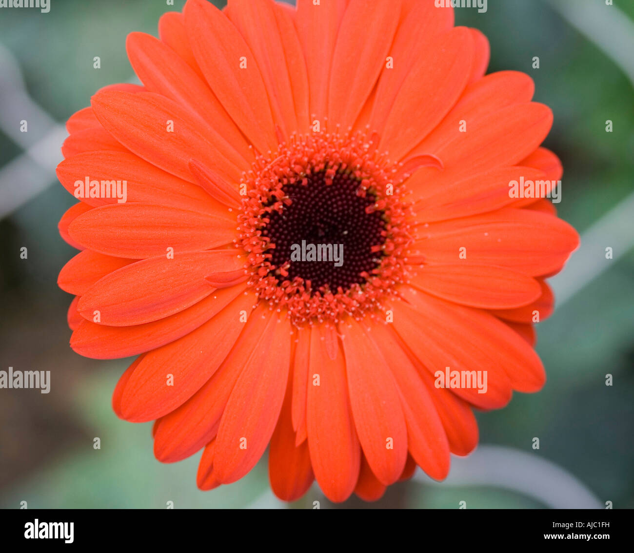 close up of orange flower Stock Photo - Alamy