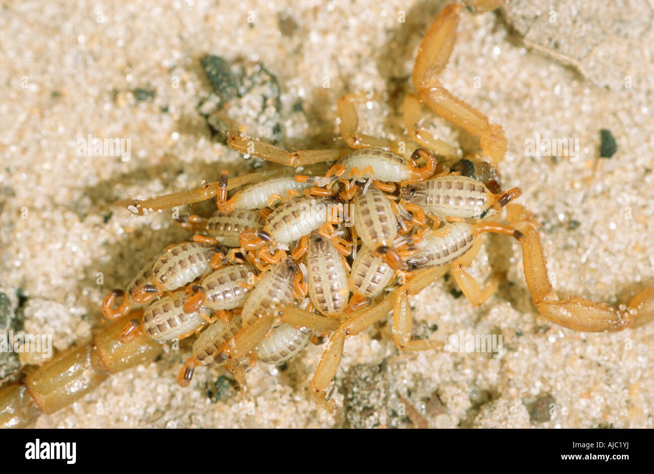 Front view scorpion hi-res stock photography and images - Alamy