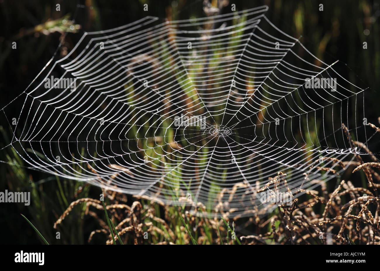 Generic Spider High Resolution Stock Photography and Images - Alamy