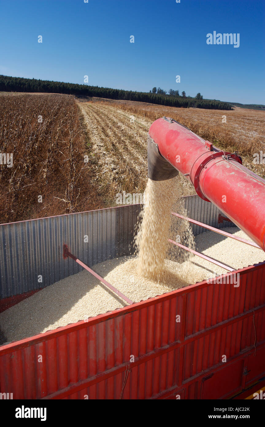 South africa maize harvest hi-res stock photography and images - Alamy