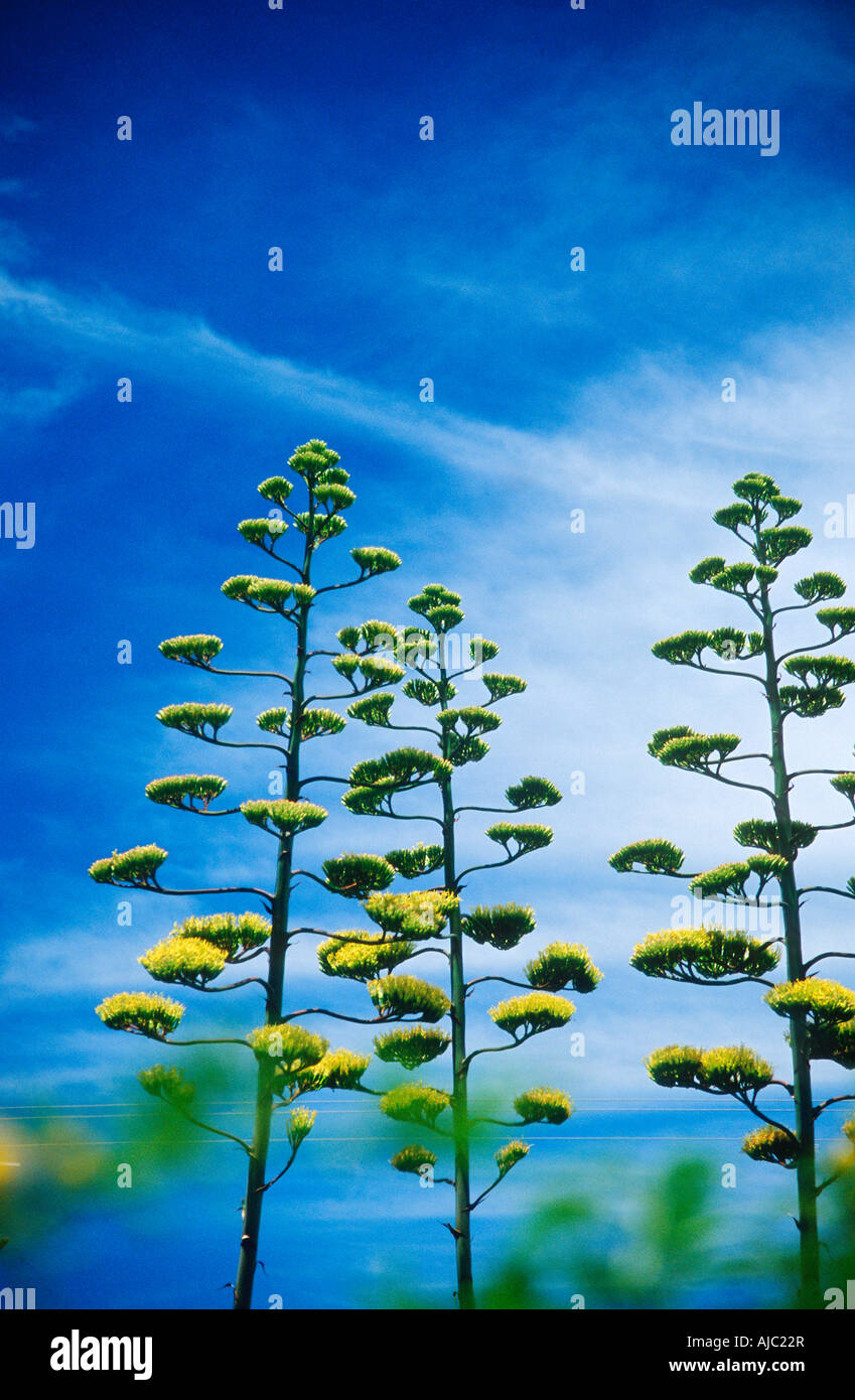 Sisal Plants in Flower Stock Photo - Alamy