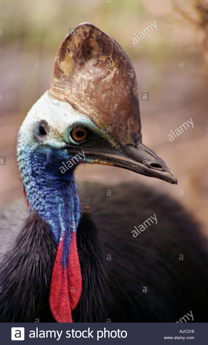 Kasuar Stock Photos & Kasuar Stock Images - Alamy