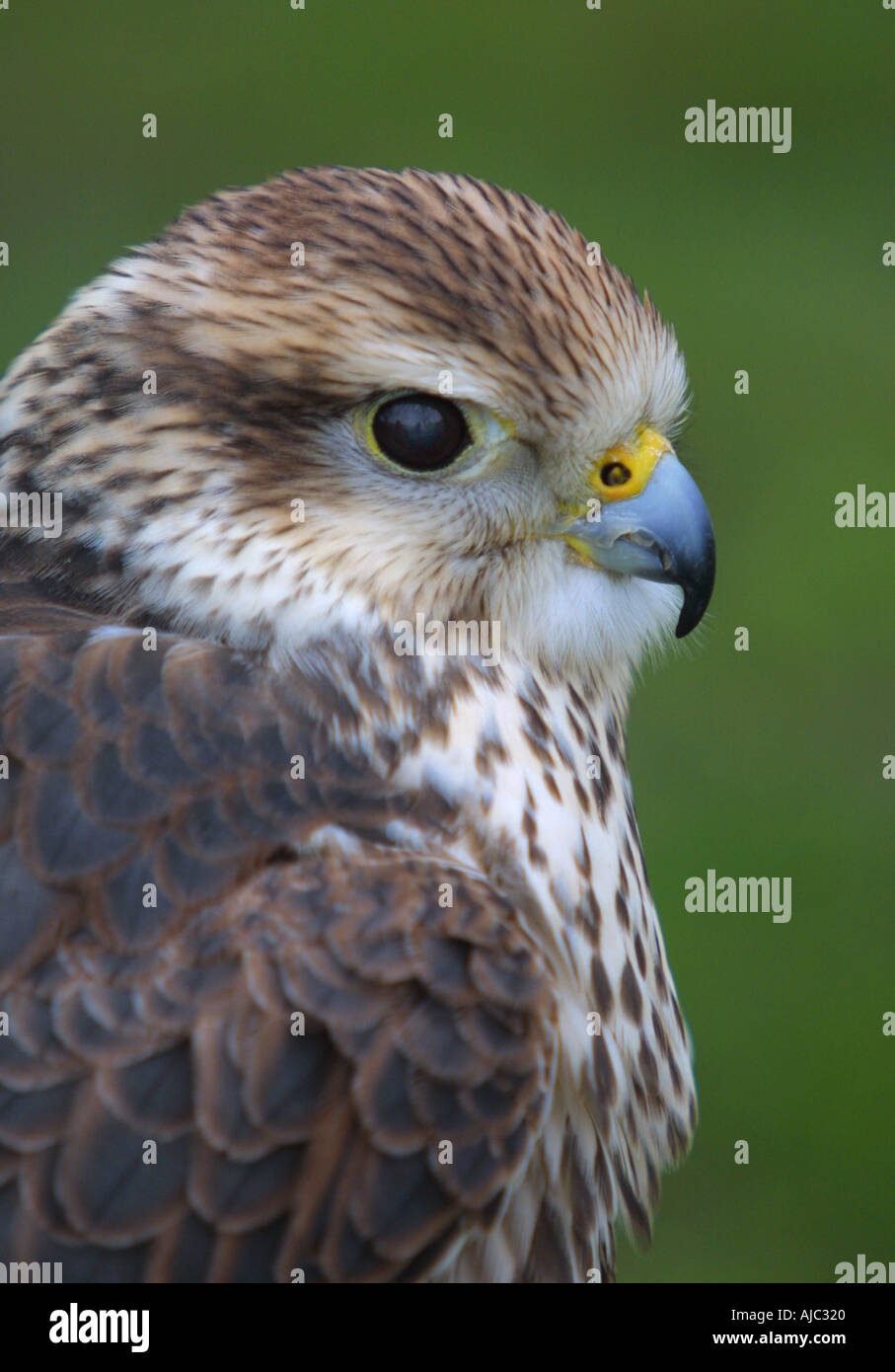 Raroh hi-res stock photography and images - Alamy