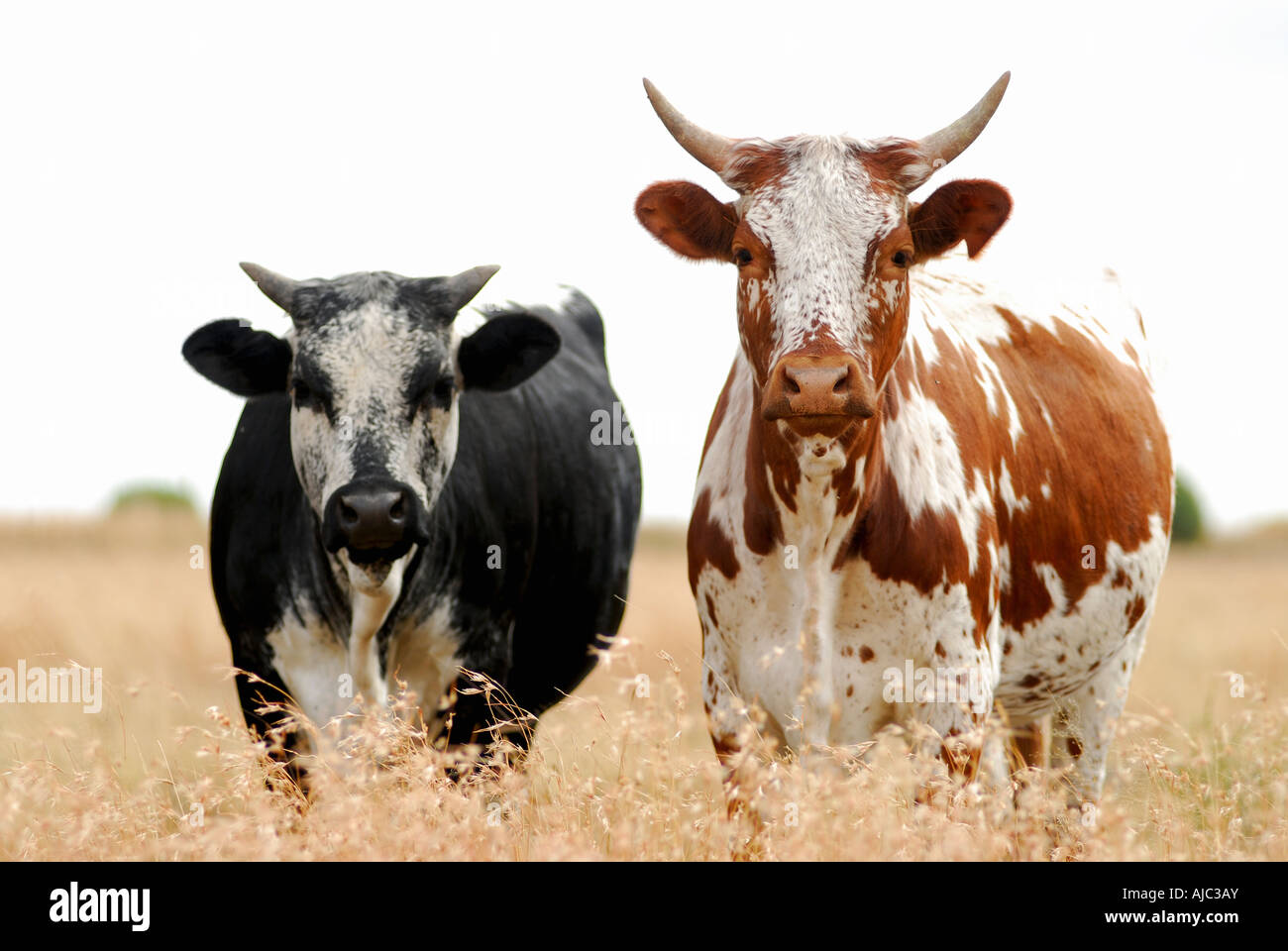 Two Nguni Cows Looking up, Ears Forward and Alert Stock Photo - Alamy