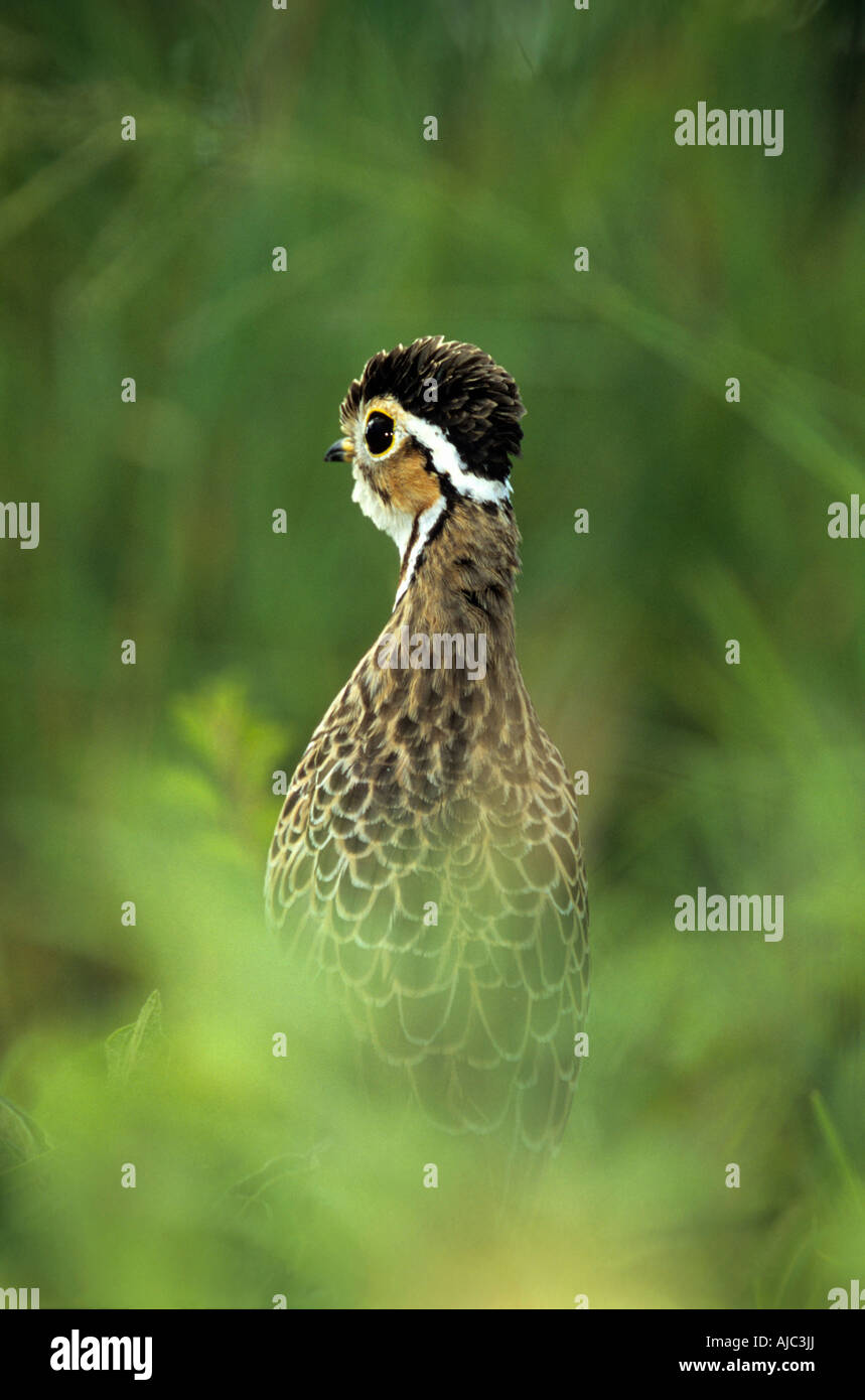 Rhinoptilus cinctus hi-res stock photography and images - Alamy