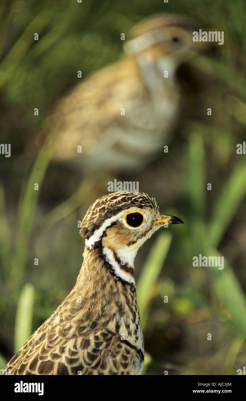 Rhinoptilus cinctus hi-res stock photography and images - Alamy