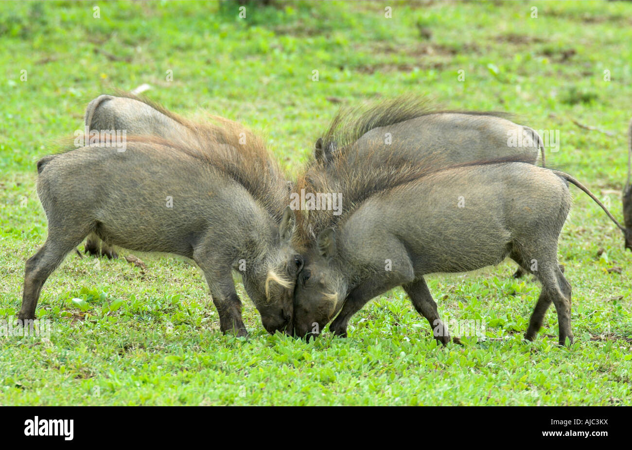 Warthogs in addo elephant park hi-res stock photography and images - Alamy
