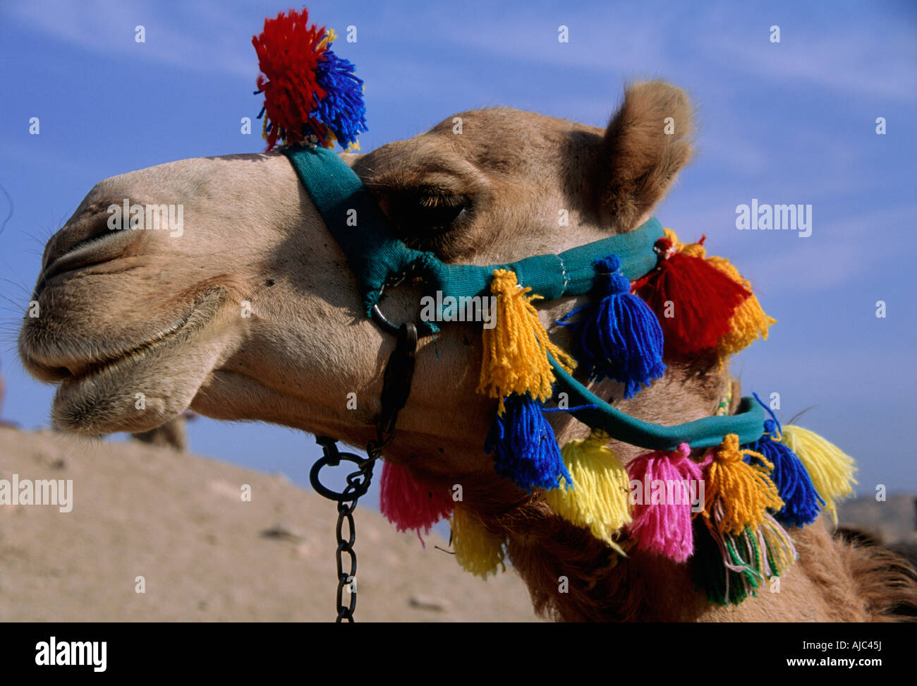 Side Profile Portrait of Camel In Full Head Dress Stock Photo - Alamy