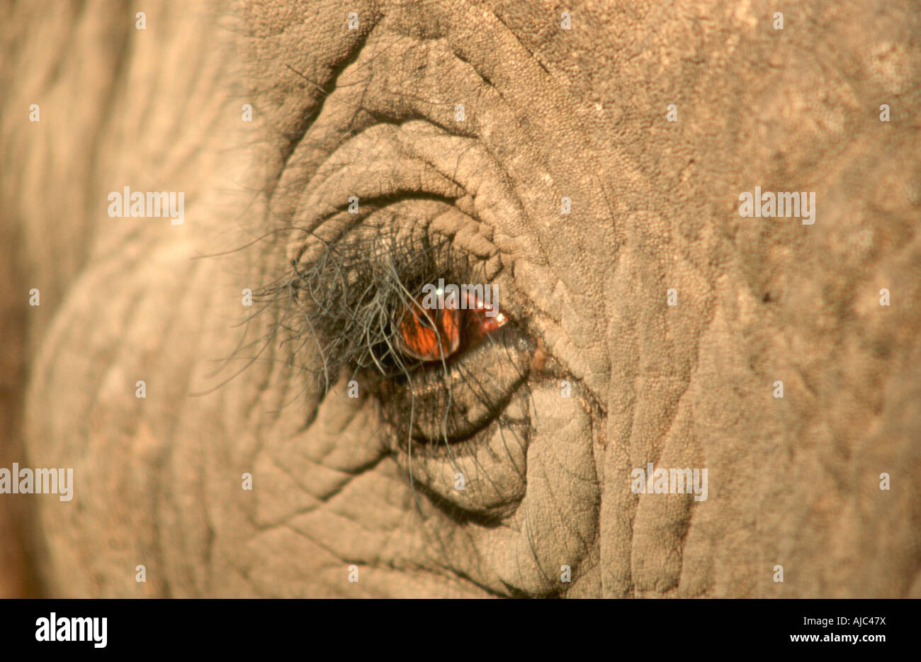 Elephant eyelashes hi-res stock photography and images - Alamy
