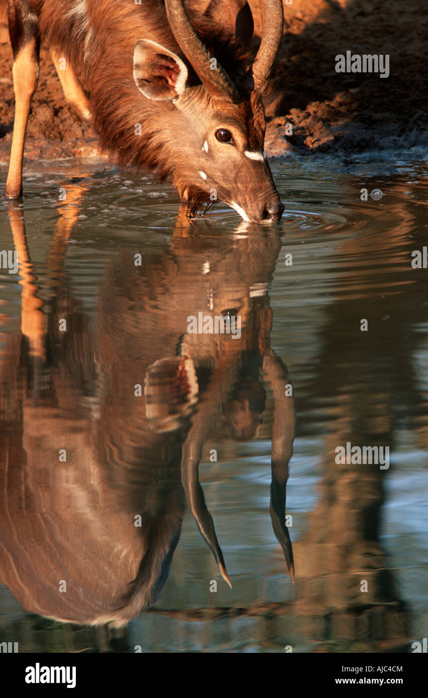 Male Nyala Bull Drinking at WaterHole Stock Photo - Alamy