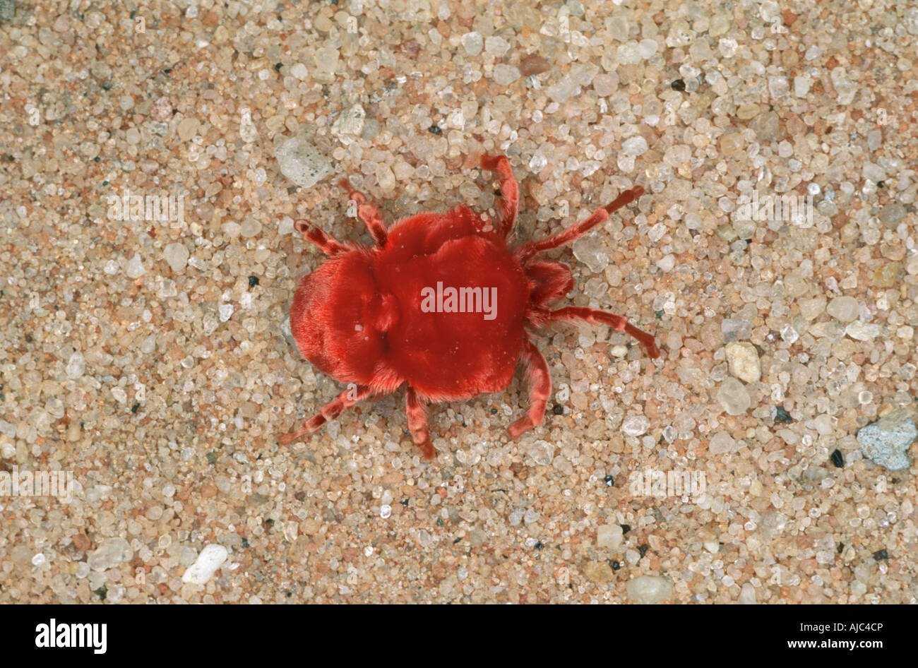 Red velvet mite hi-res stock photography and images - Alamy