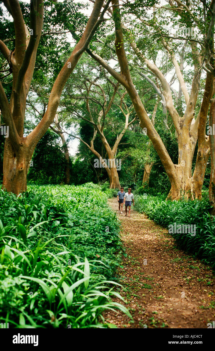 View of Tropical Fig Tree Forest with Two Men Walking Down a Path Stock ...
