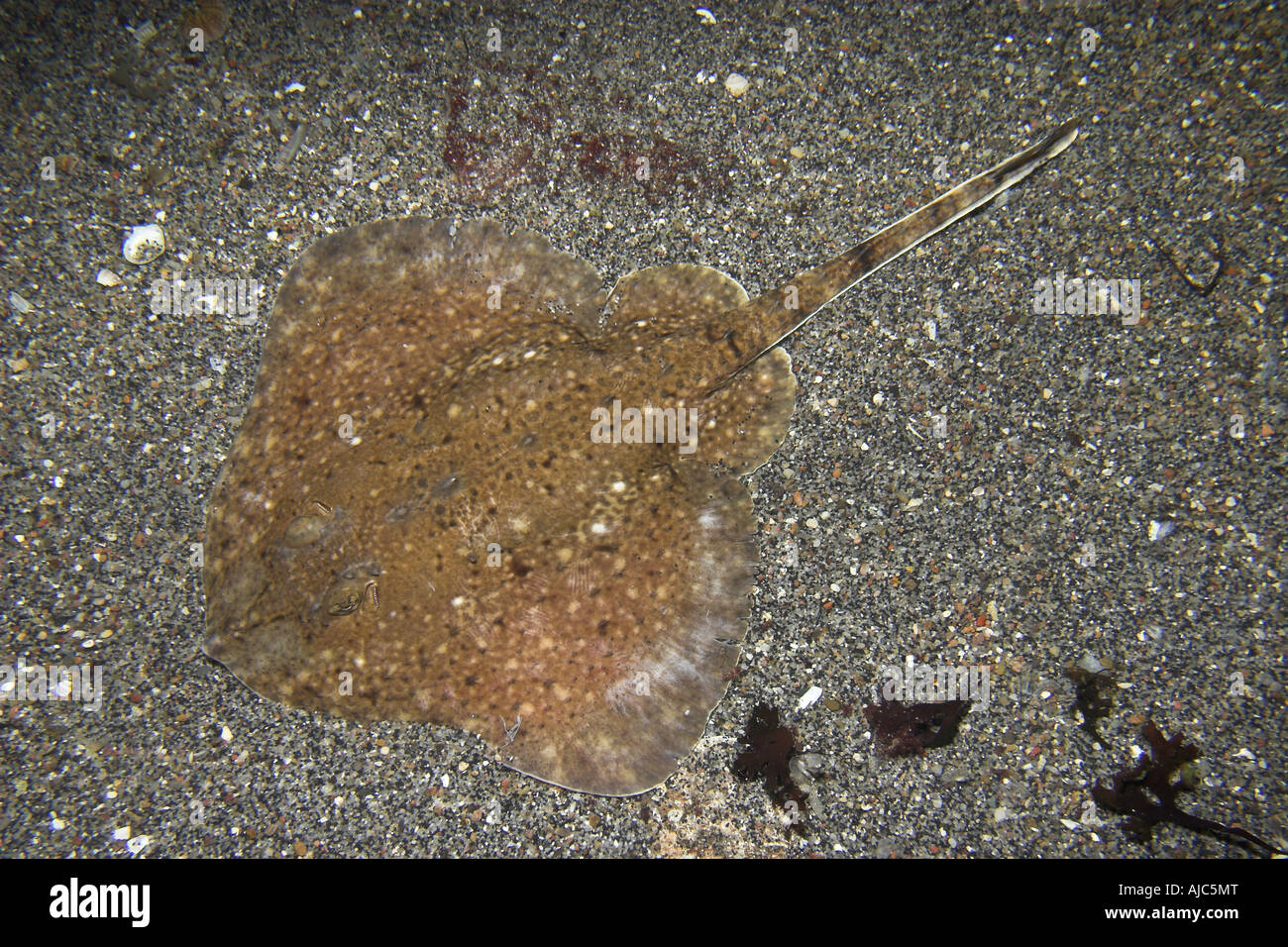 starry ray, thorny skate (Raja radiata, Amblyraja radiata), lying Stock ...