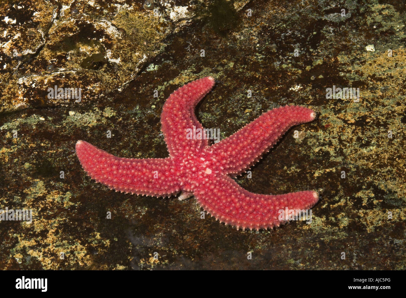 Regeneration Of Starfish