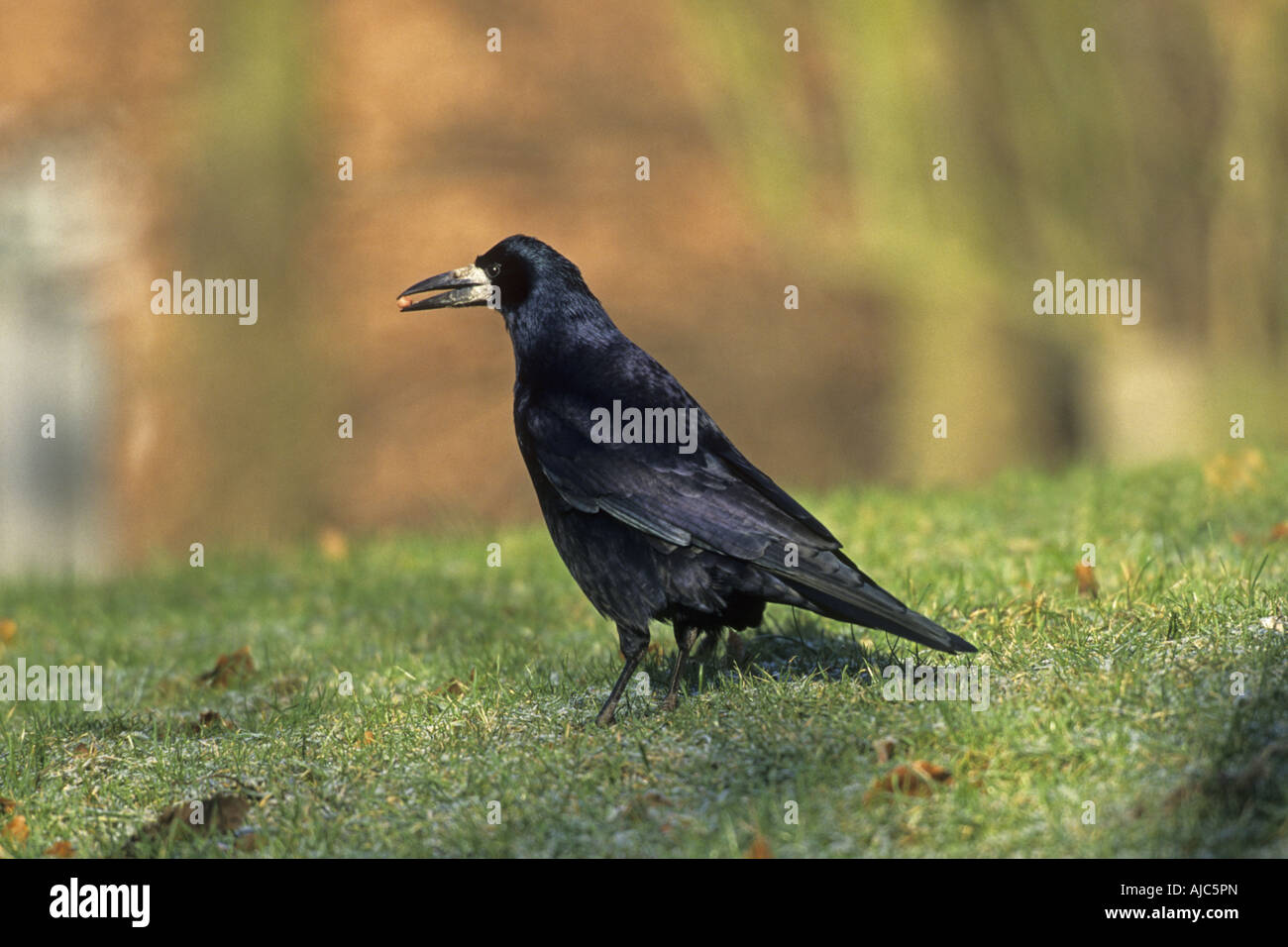 Rook with open beak hi-res stock photography and images - Alamy