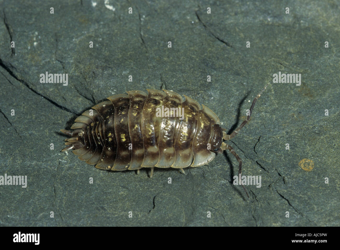 Common sowbug hi-res stock photography and images - Alamy
