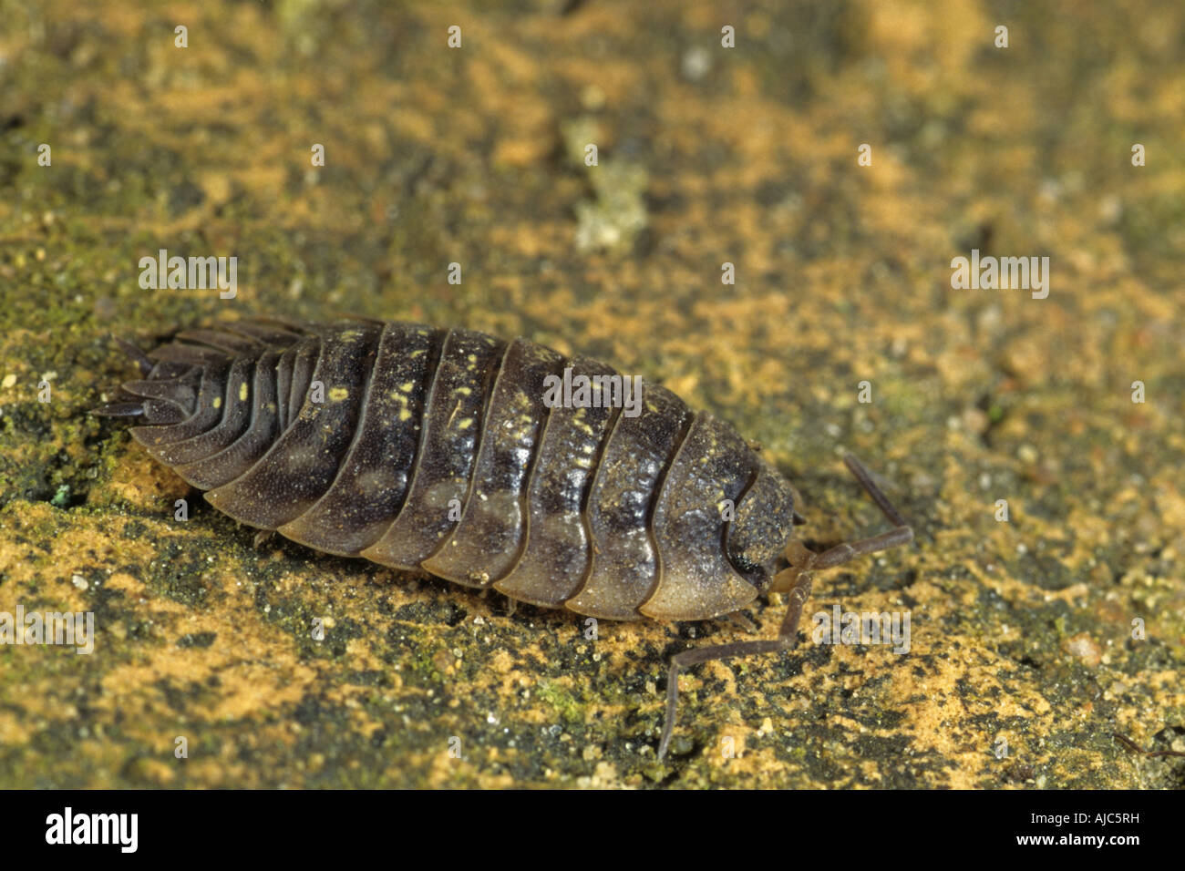common woodlouse, common sowbug, grey garden woodlouse (Oniscus asellus ...