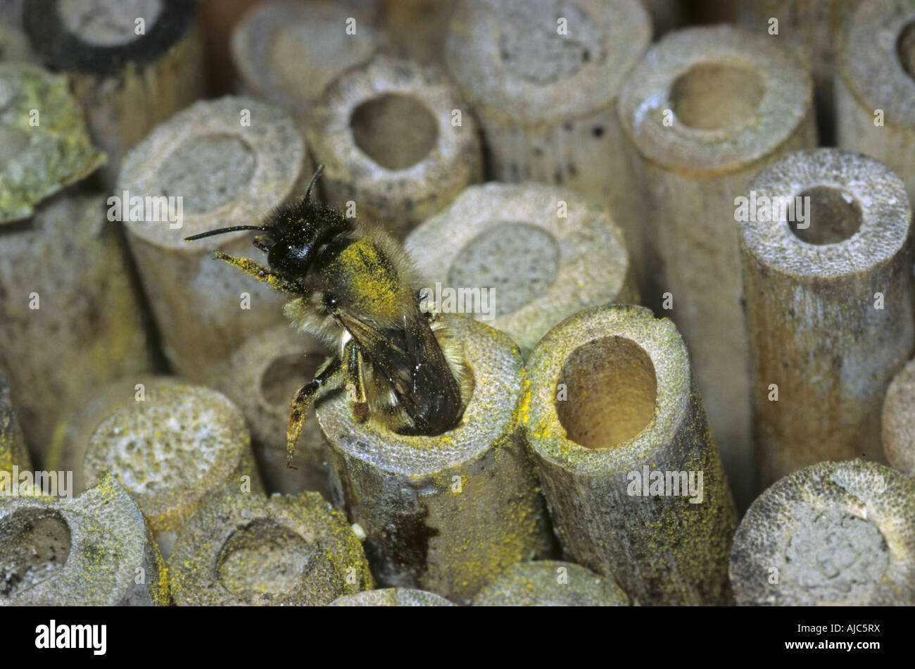 wild bee using reed for breeding Stock Photo - Alamy