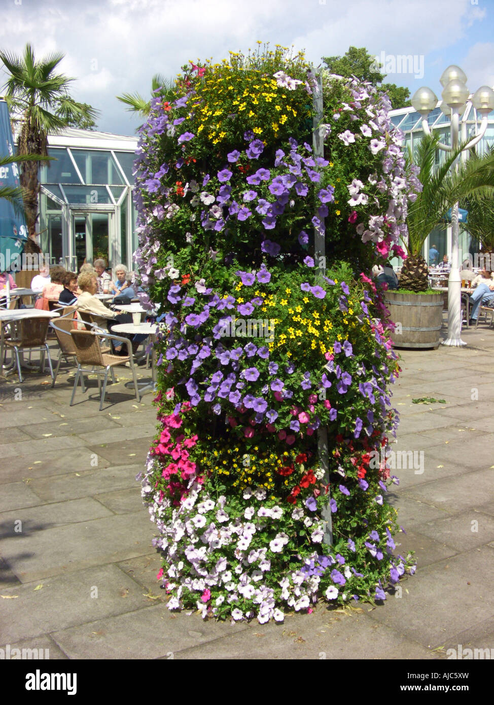 garden petunia (Petunia x hybrida, Petunia-Hybride), flower tower in a ...