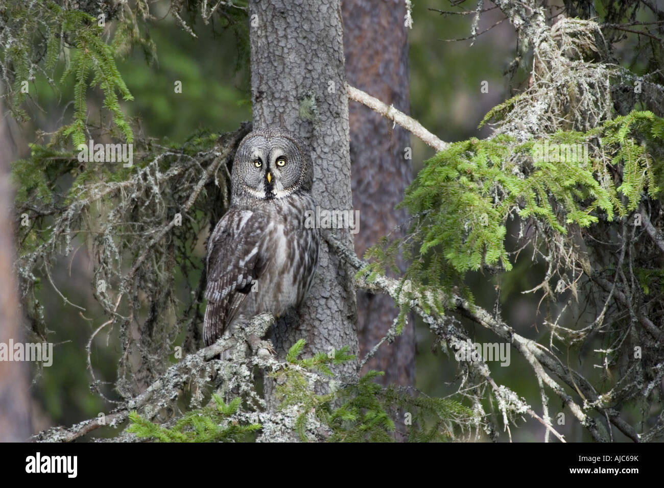 great grey owl (Strix nebulosa), adult sitting on a spruce, Sweden ...