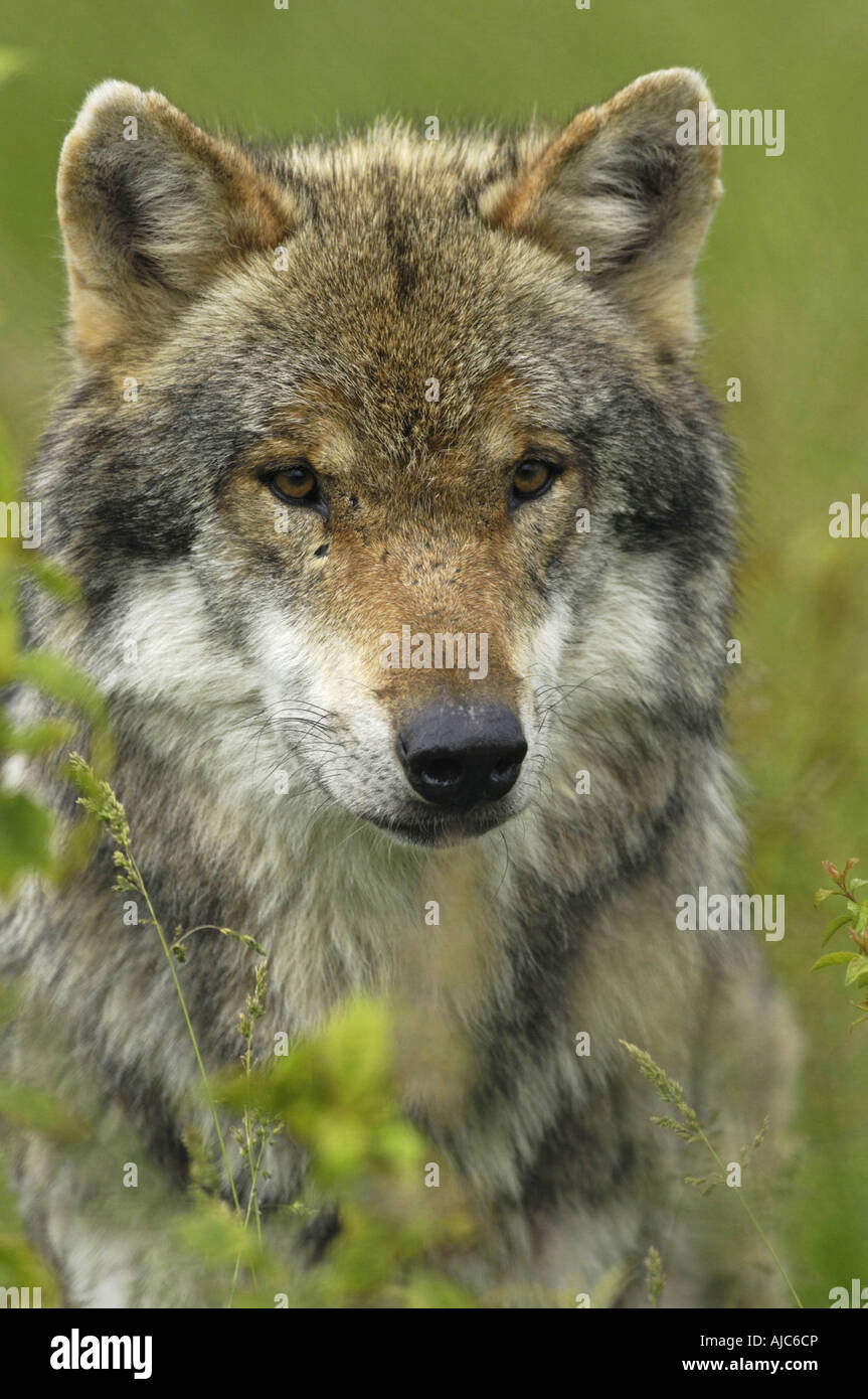 European gray wolf (Canis lupus lupus), portrait, Germany, Bavaria ...